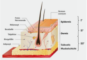 Narben Archive - Verlag Orthopädie-Technik