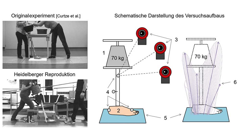 Das Abrollverhalten eines 3D-gedruckten Prothesenfußes: Ermittlung der ...